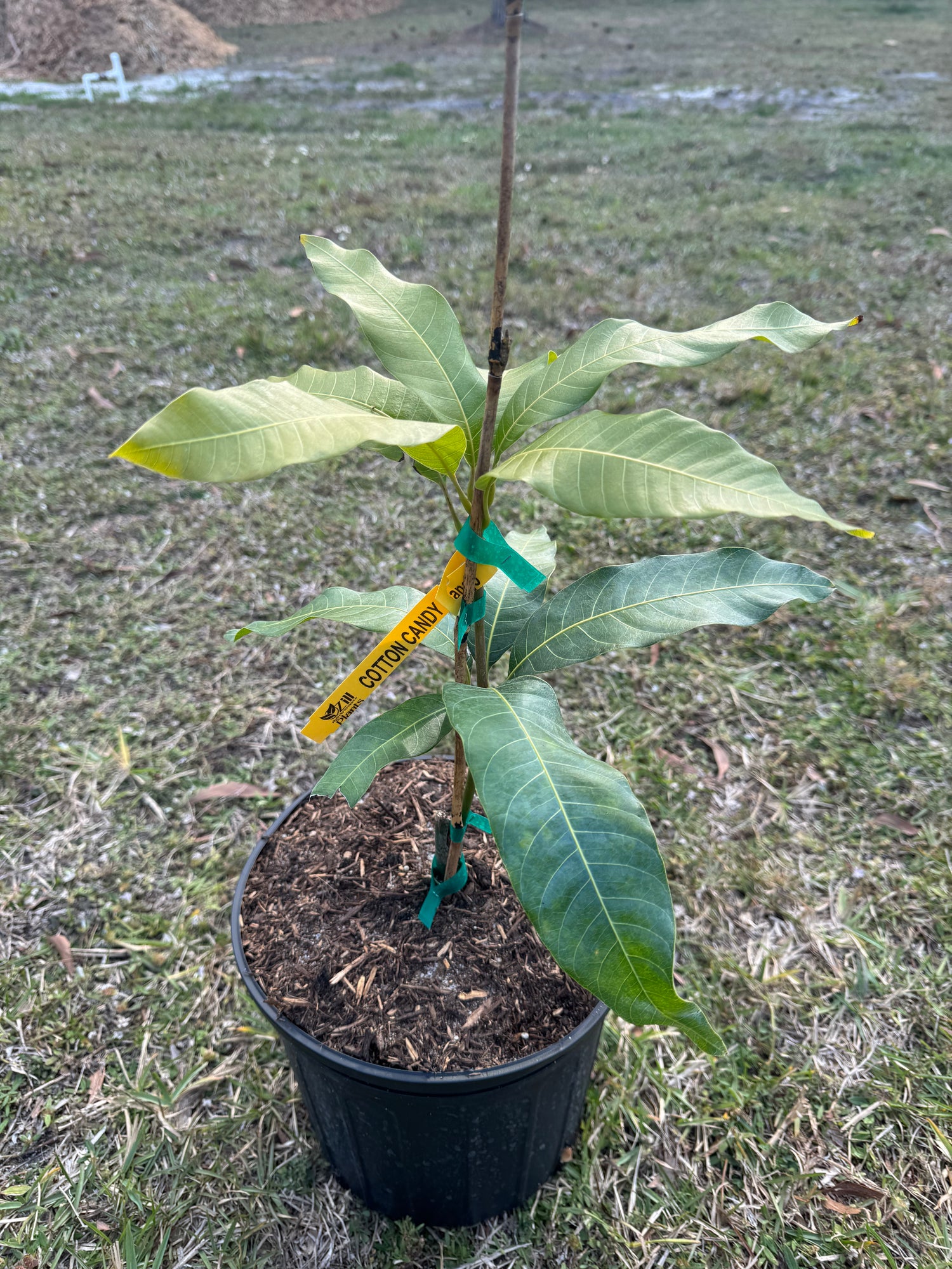 Collections | Magnificent Mangoes